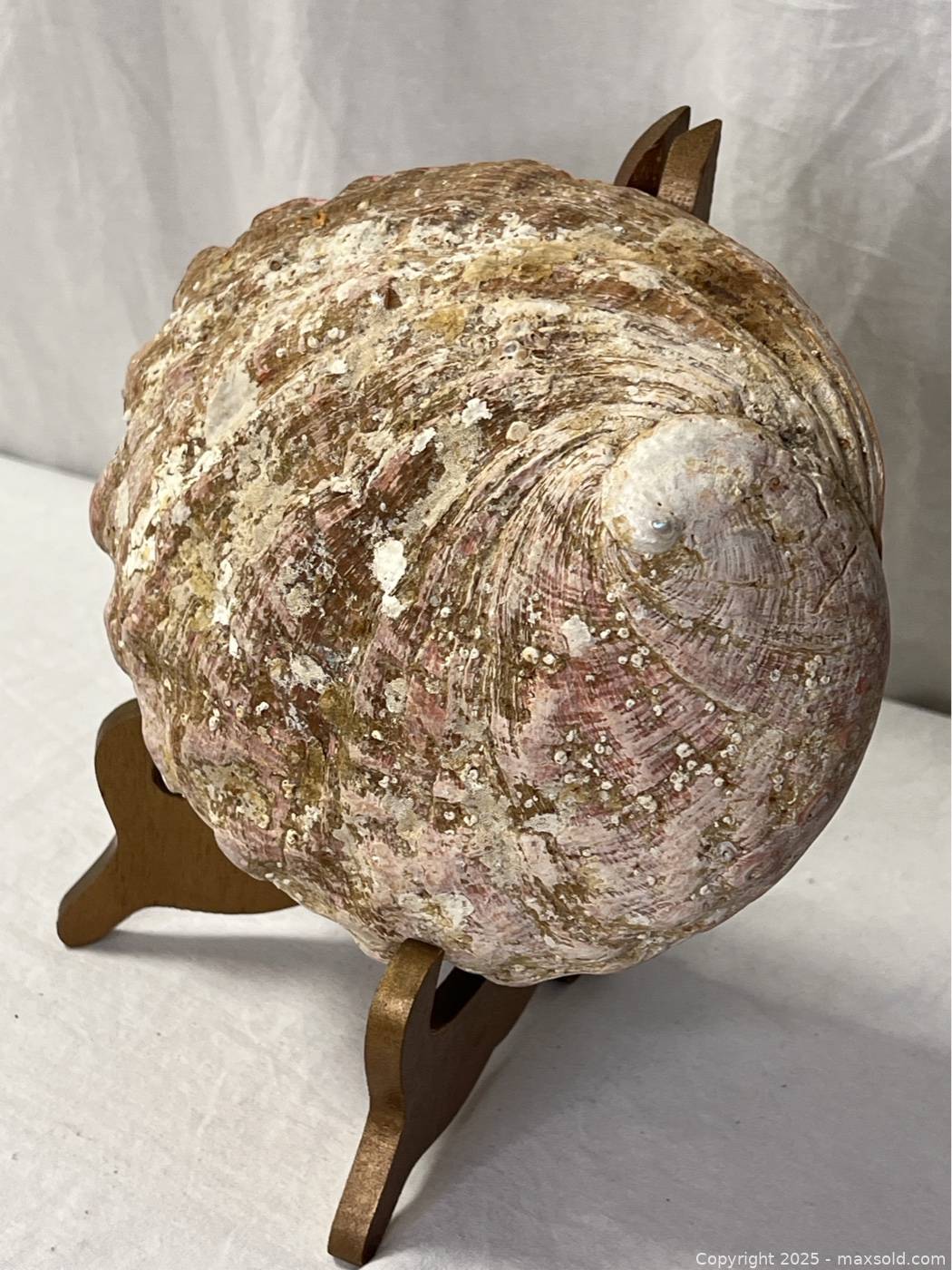 Large abalone shell | Maxsold