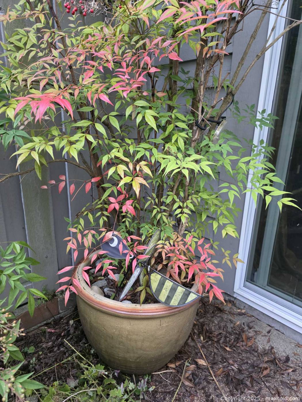 Double turbine spinner, wind chime, potted 10' maple | Maxsold