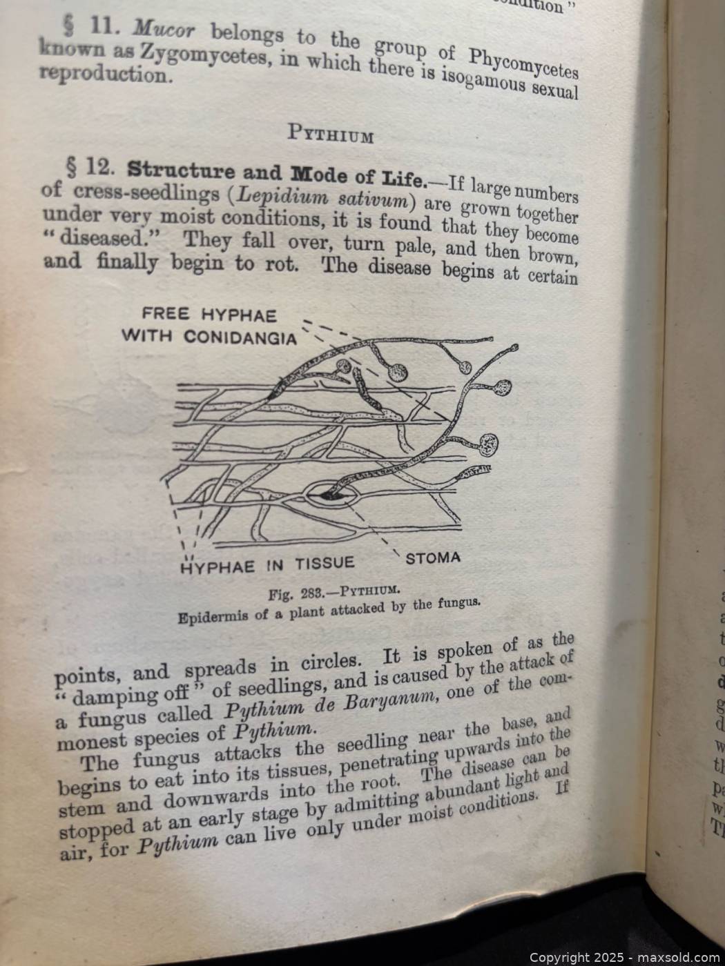 A Text-Book of Botany 1919 Early Edition | Maxsold