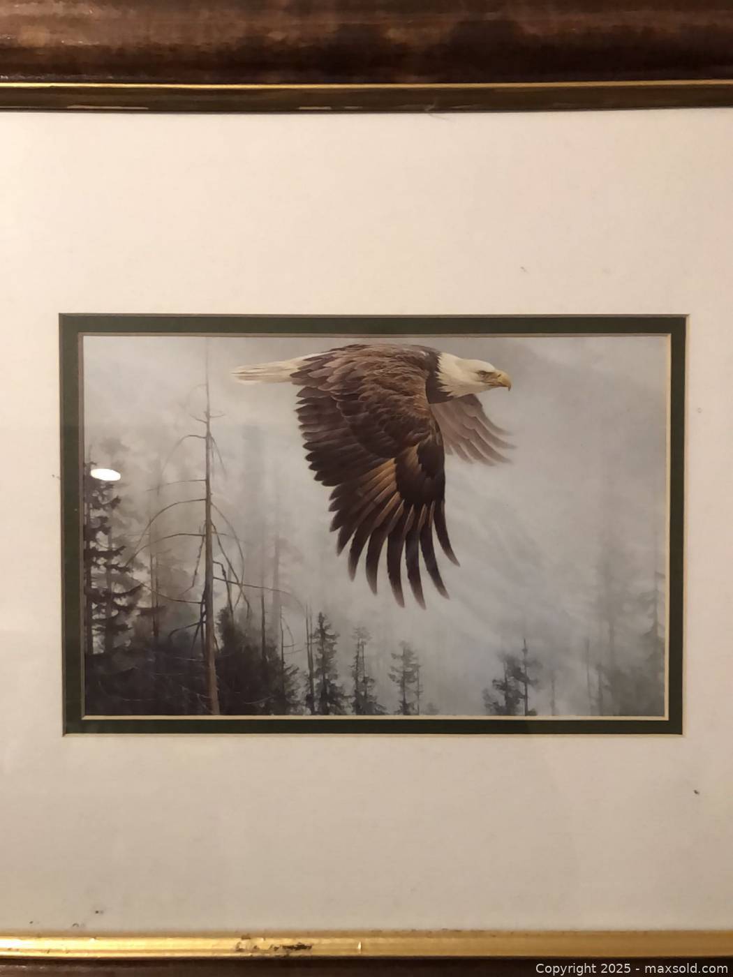 Robert Bateman "Majesty on the Wing" framed print | Maxsold