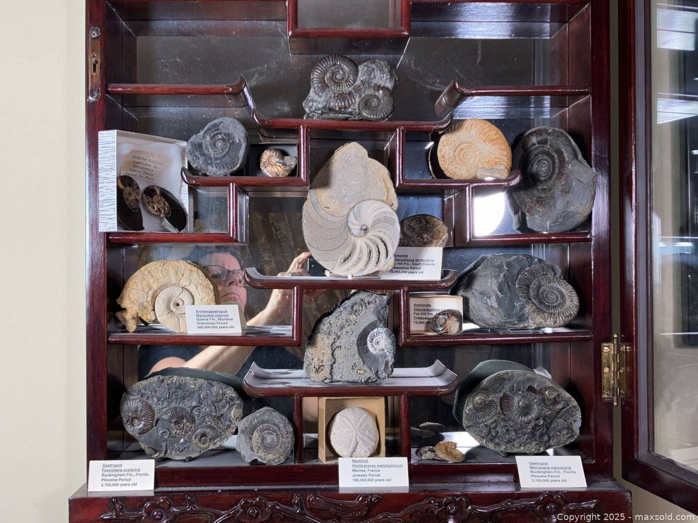 Assorted fossil specimens | Maxsold