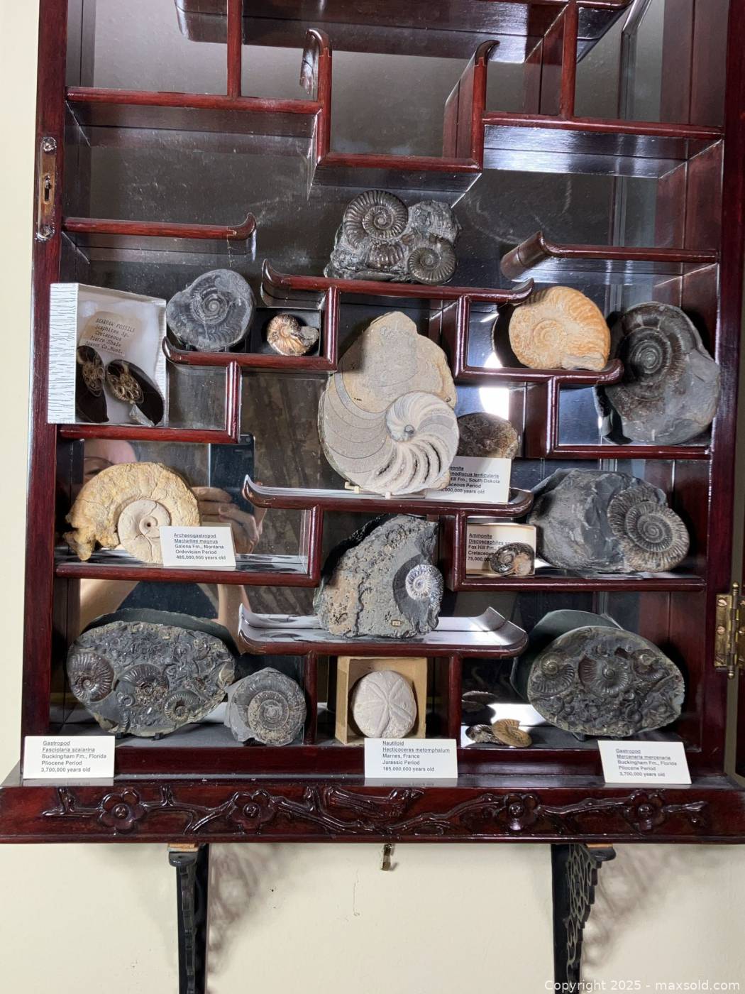Assorted fossil specimens | Maxsold