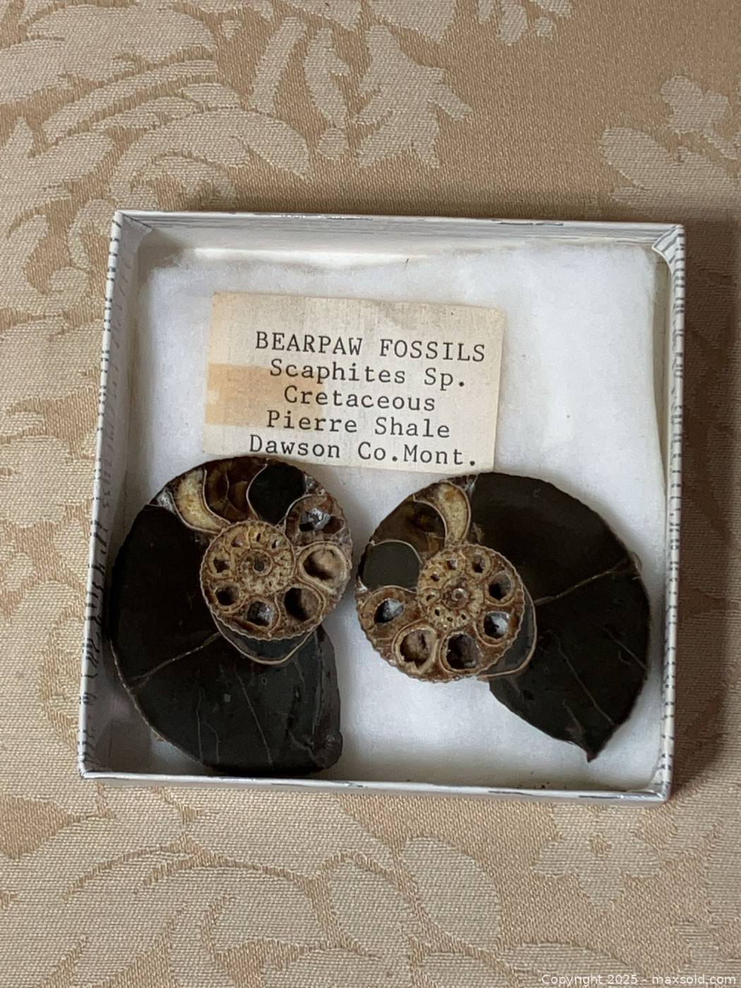Assorted fossil specimens | Maxsold