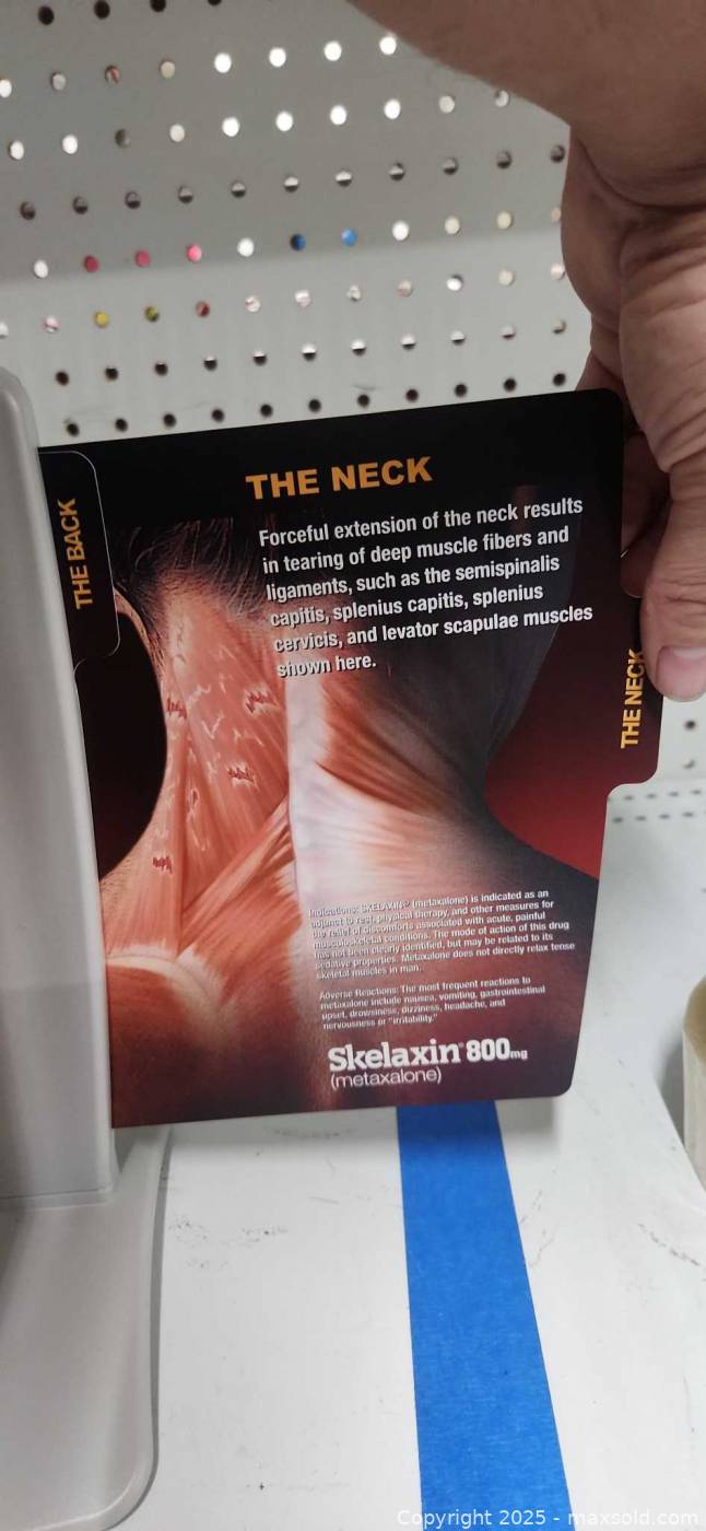 Skelaxin 800mg Back Muscle Anatomy Model | Maxsold