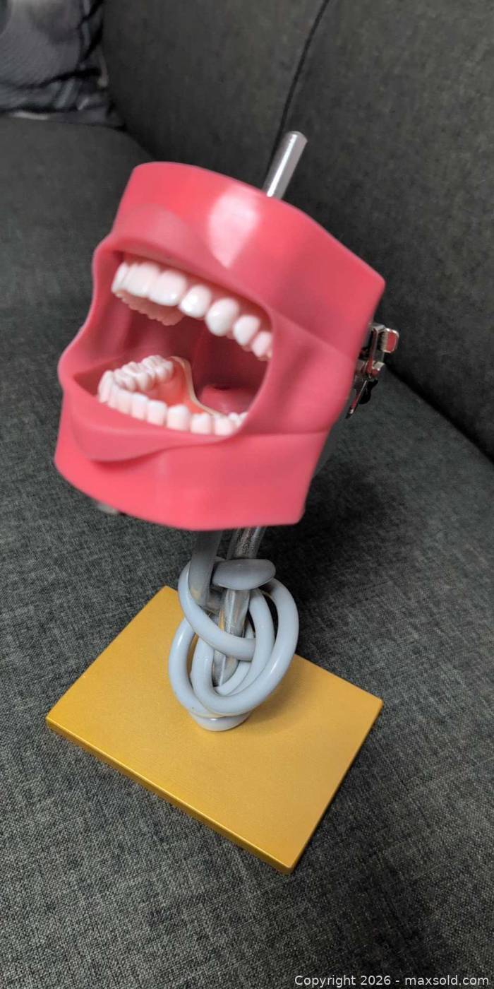 Dentist practice typodont | Maxsold