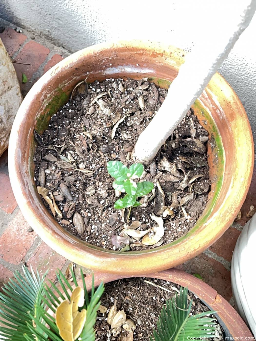 Potted Ficus Tree In Terracotta Pot | Maxsold
