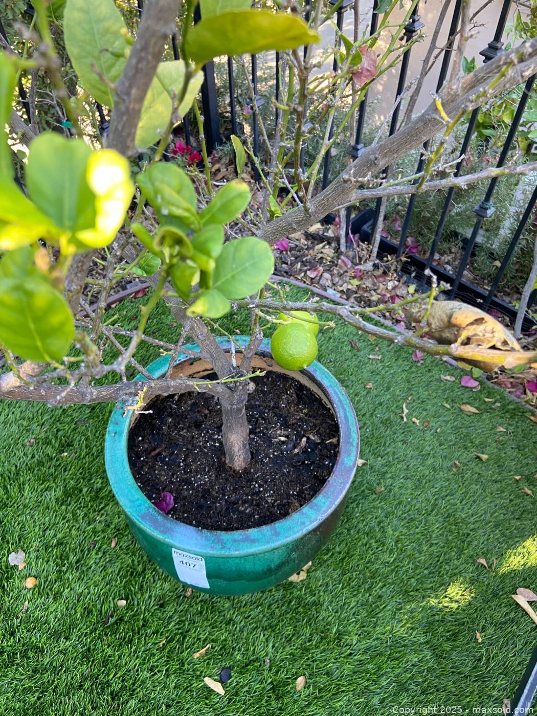 Potted lime tree in green glazed ceramic pot | Maxsold