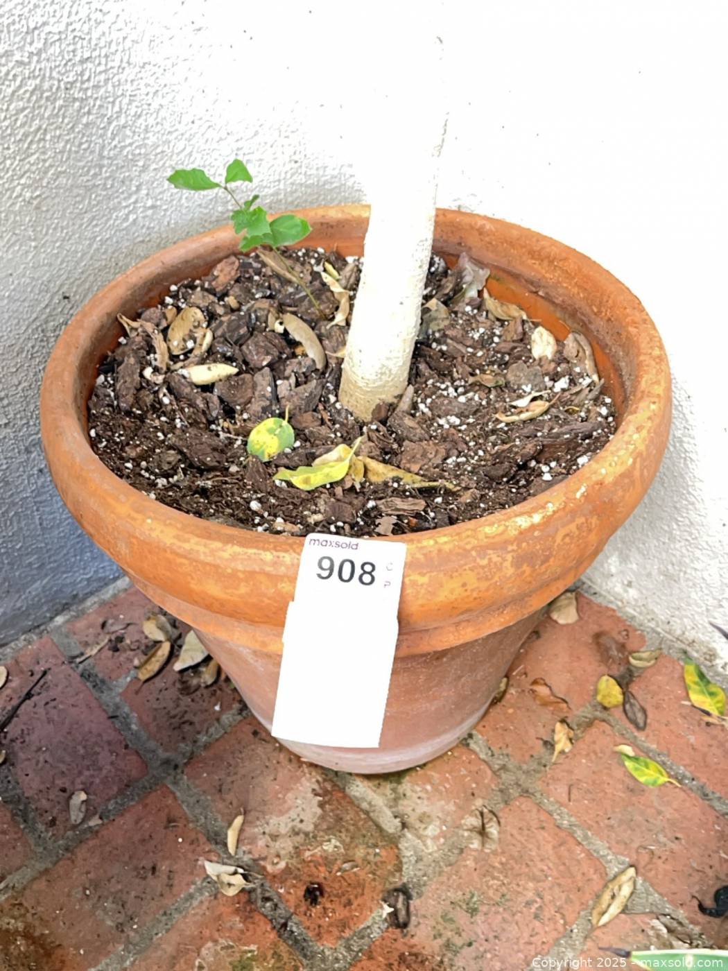 Unglazed terracotta tapered pot with tree | Maxsold