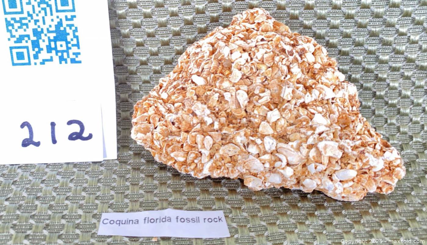 Florida Coquina Fossil Rock | Maxsold