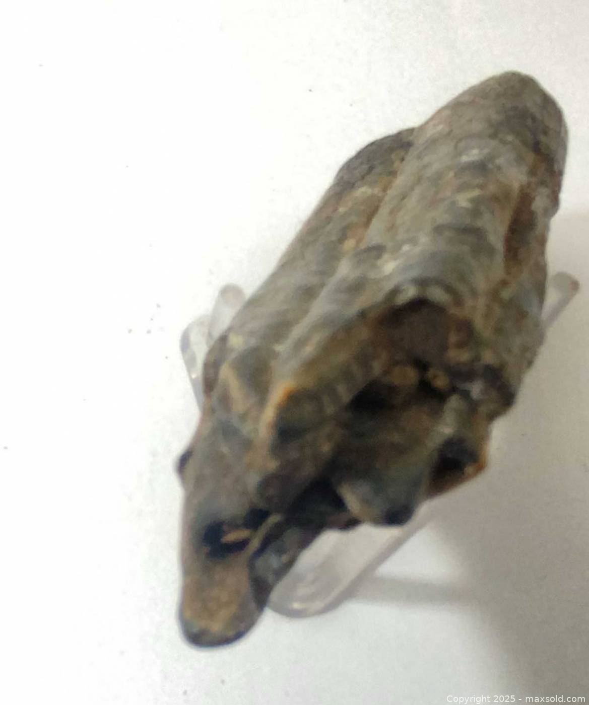 Fossilized mastodon tooth section | Maxsold