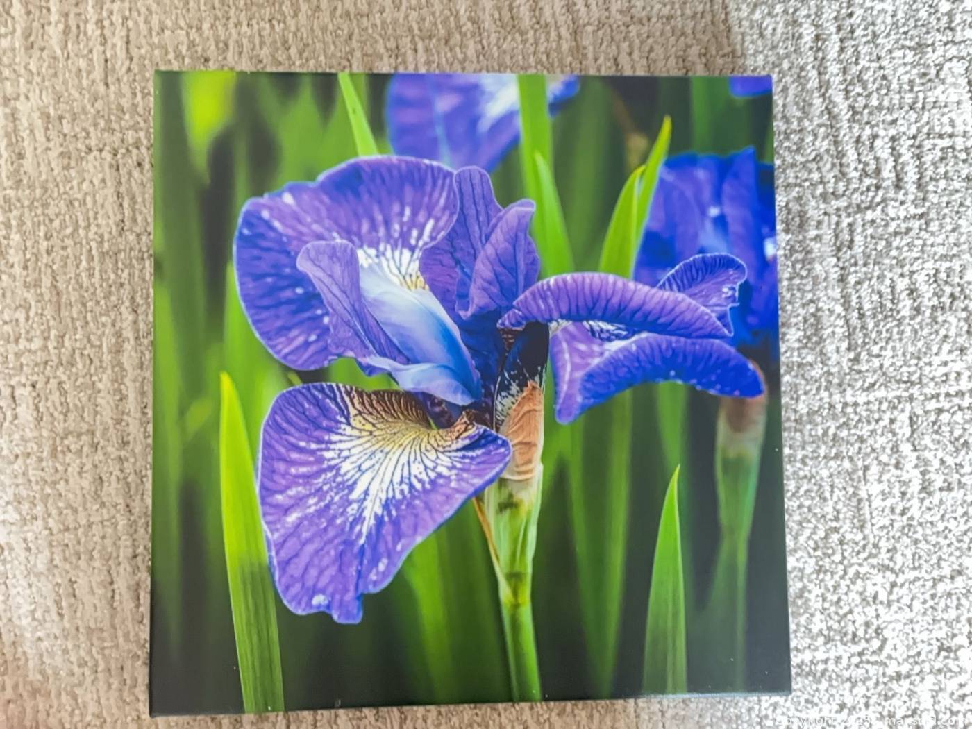 Original Floral Photographs | Maxsold