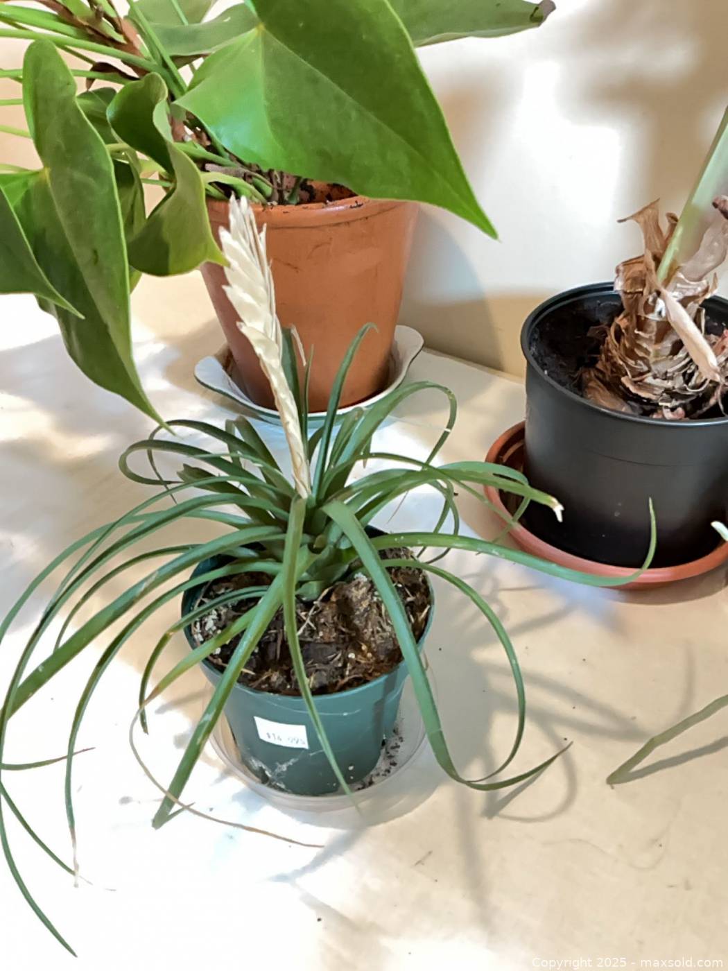 Six assorted live houseplants | Maxsold