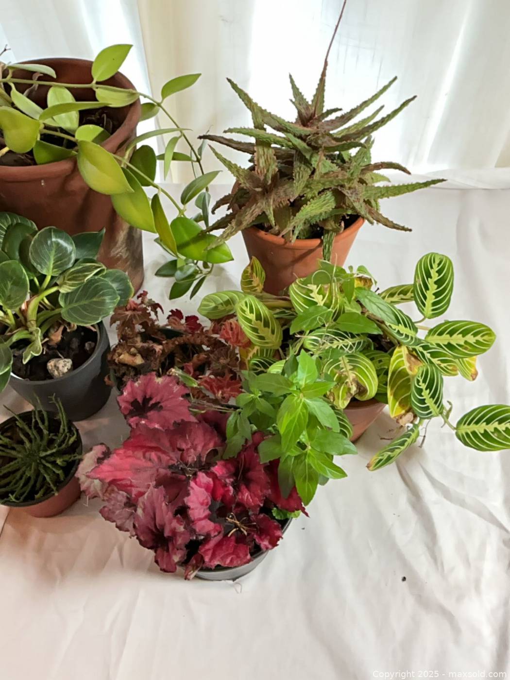 Eight assorted small potted houseplants | Maxsold
