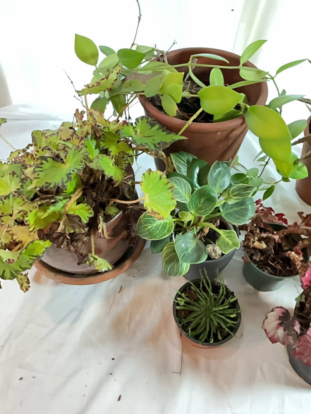 Eight assorted small potted houseplants | Maxsold