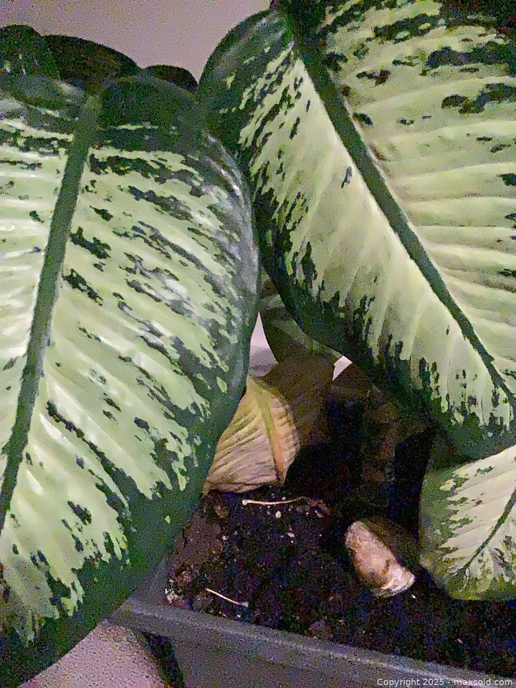 Dieffenbachia dumb cane potted houseplant | Maxsold