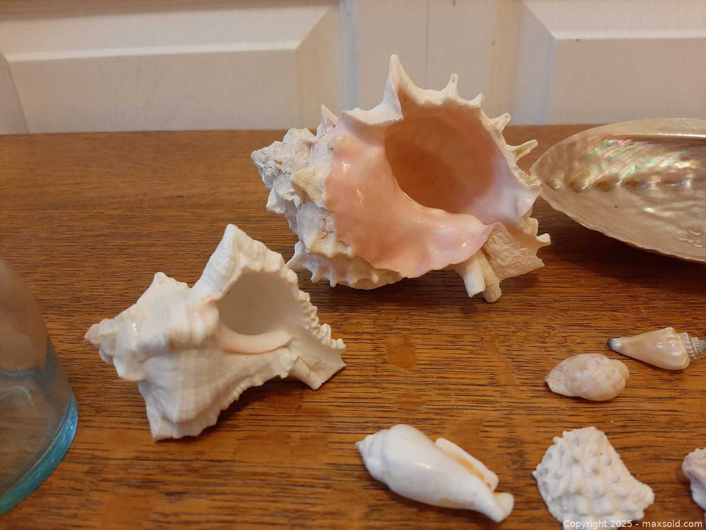 Assorted seashells, starfish and glass bottle | Maxsold