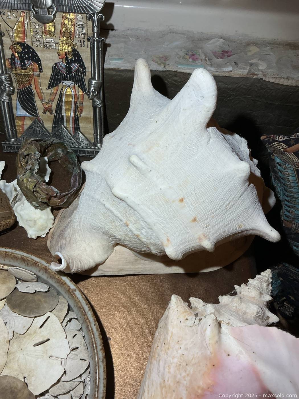Shells, Sand Dollars, Egyptian Decor | Maxsold