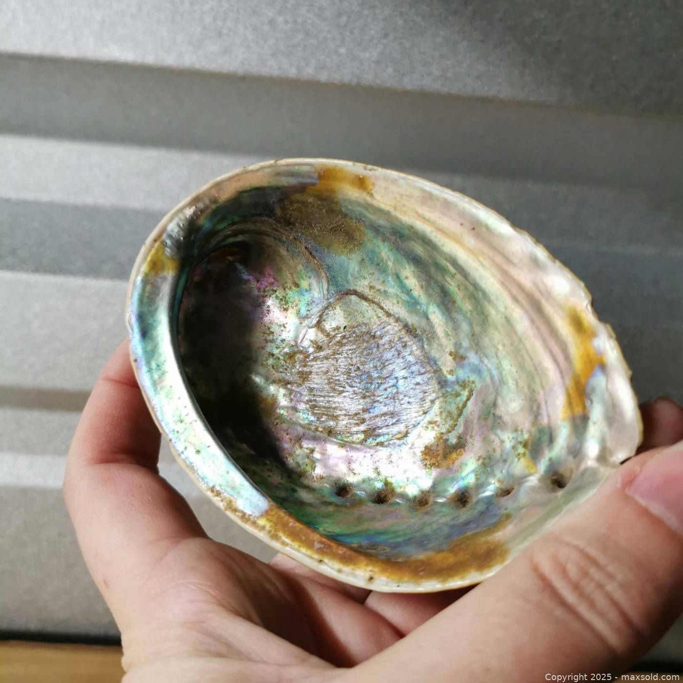 Abalone Seashell And Snail Shell | Maxsold