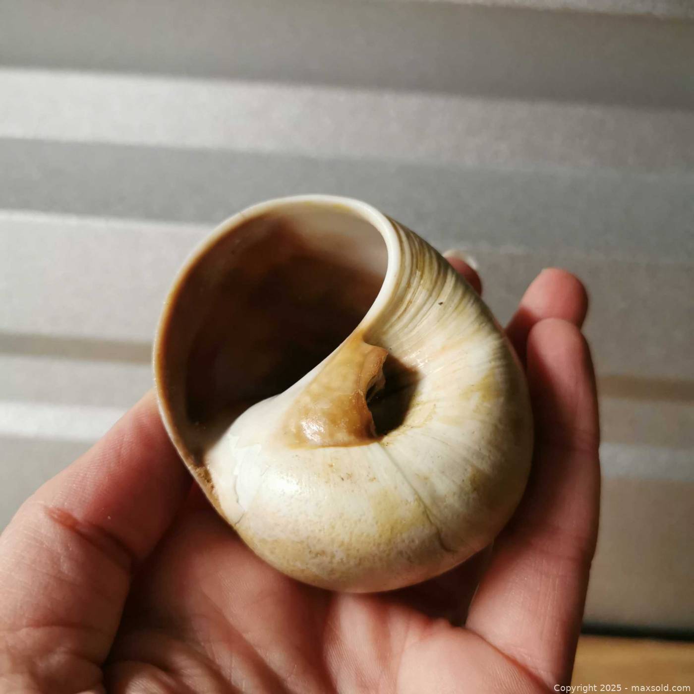 Abalone Seashell And Snail Shell | Maxsold