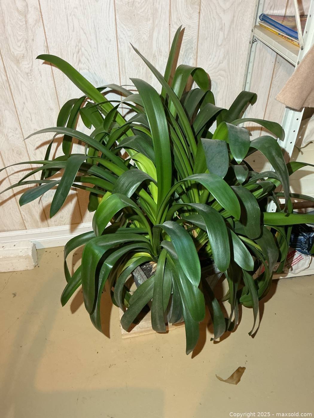 Large live houseplant in metal planter | Maxsold