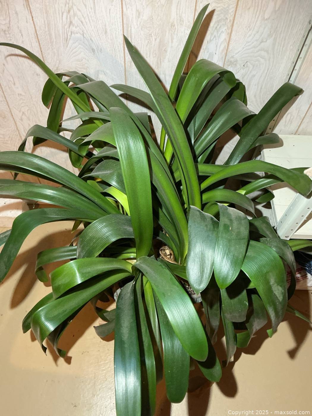 Large live houseplant in metal planter | Maxsold