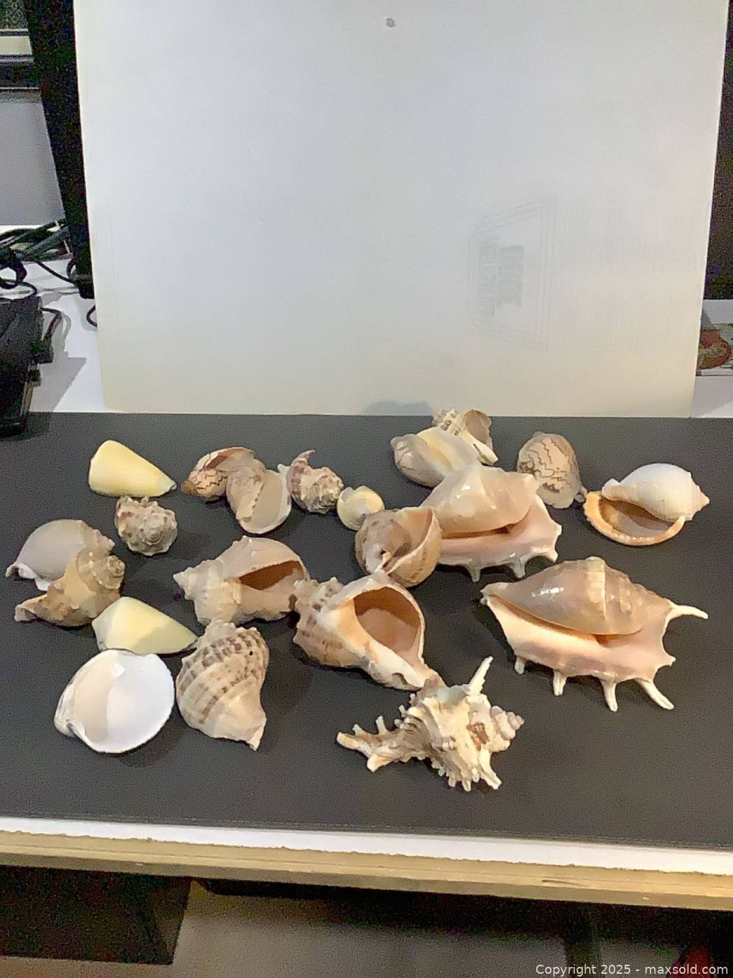 Approximately 16 Natural Sea Shells | Maxsold