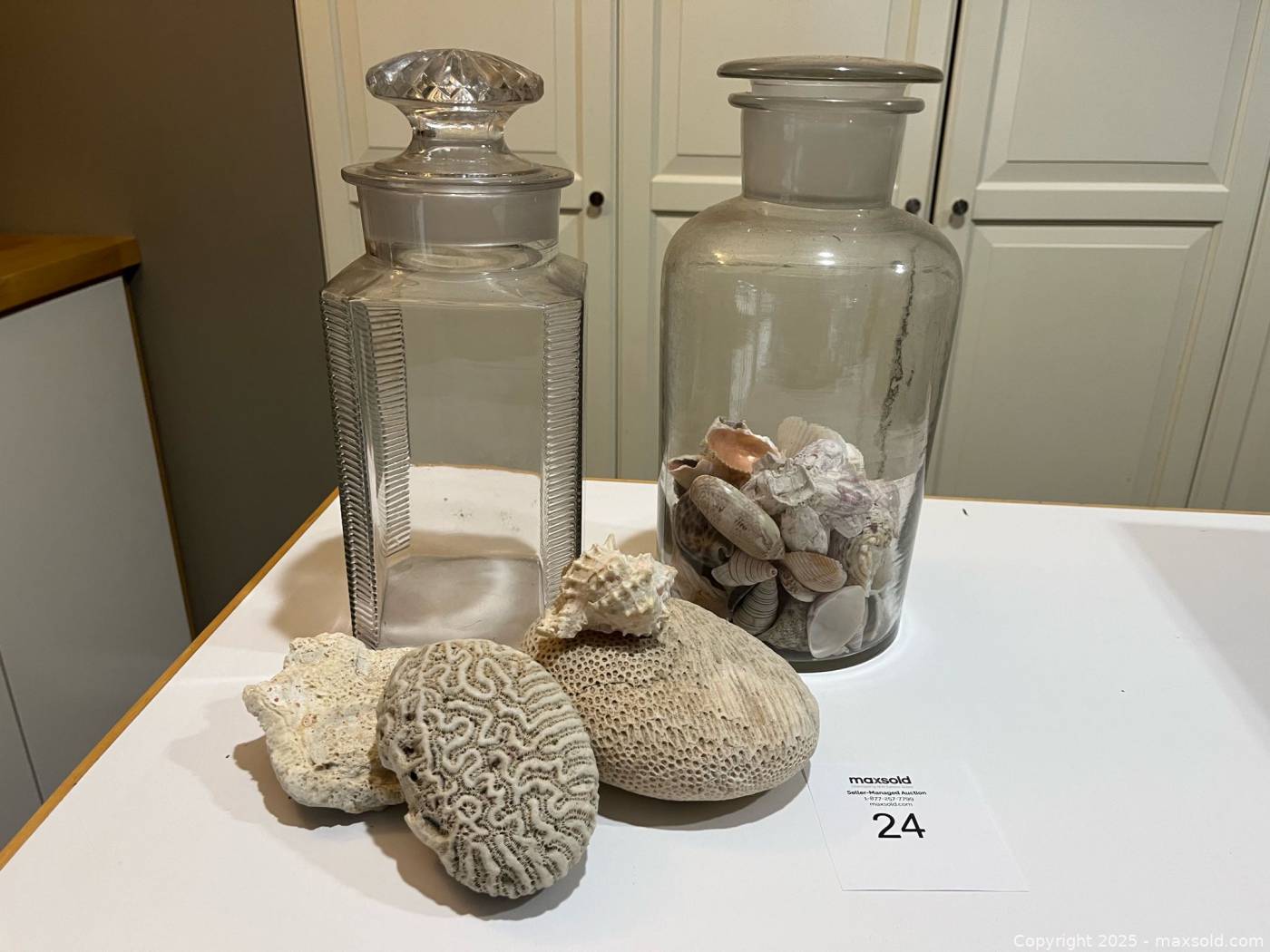 2 glass apothecary jars with shells | Maxsold