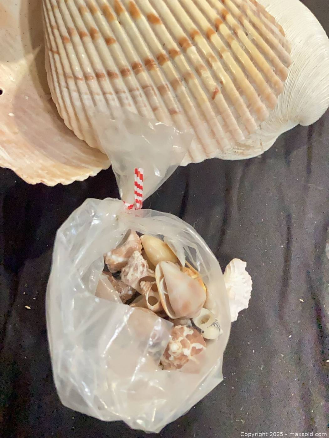 Assorted sea shells collection | Maxsold