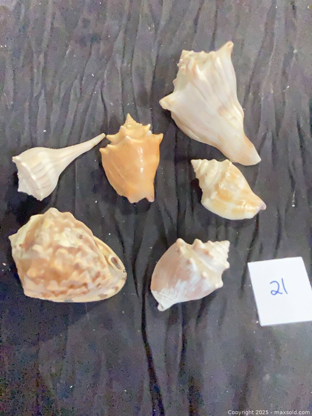 Assorted Natural Sea Shells, 6 Pieces | Maxsold