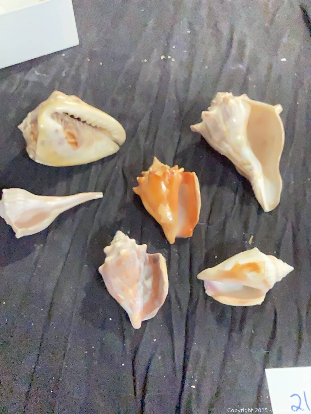 Assorted Natural Sea Shells, 6 Pieces | Maxsold