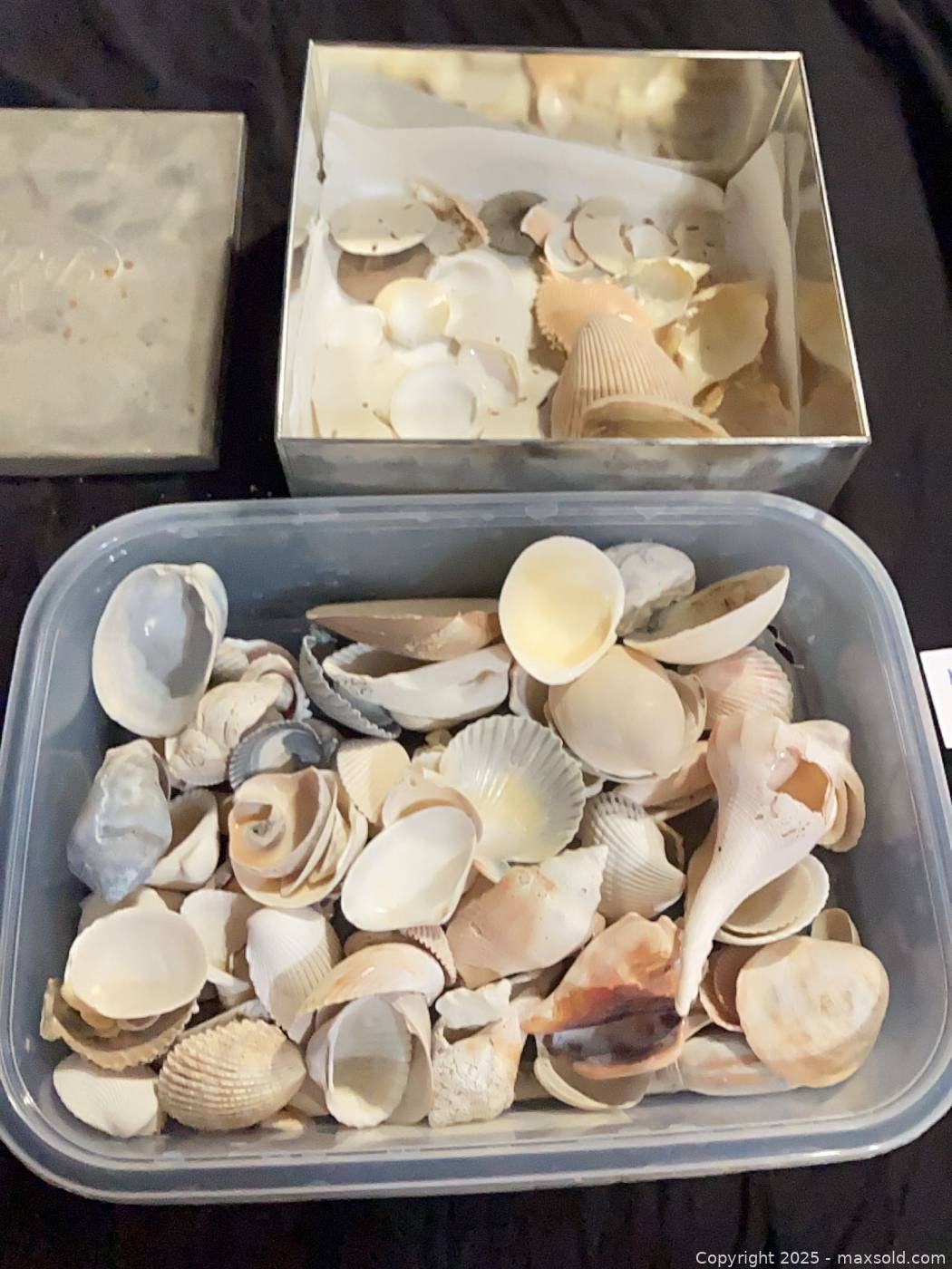 Assorted Sea Shell Collection With Containers | Maxsold