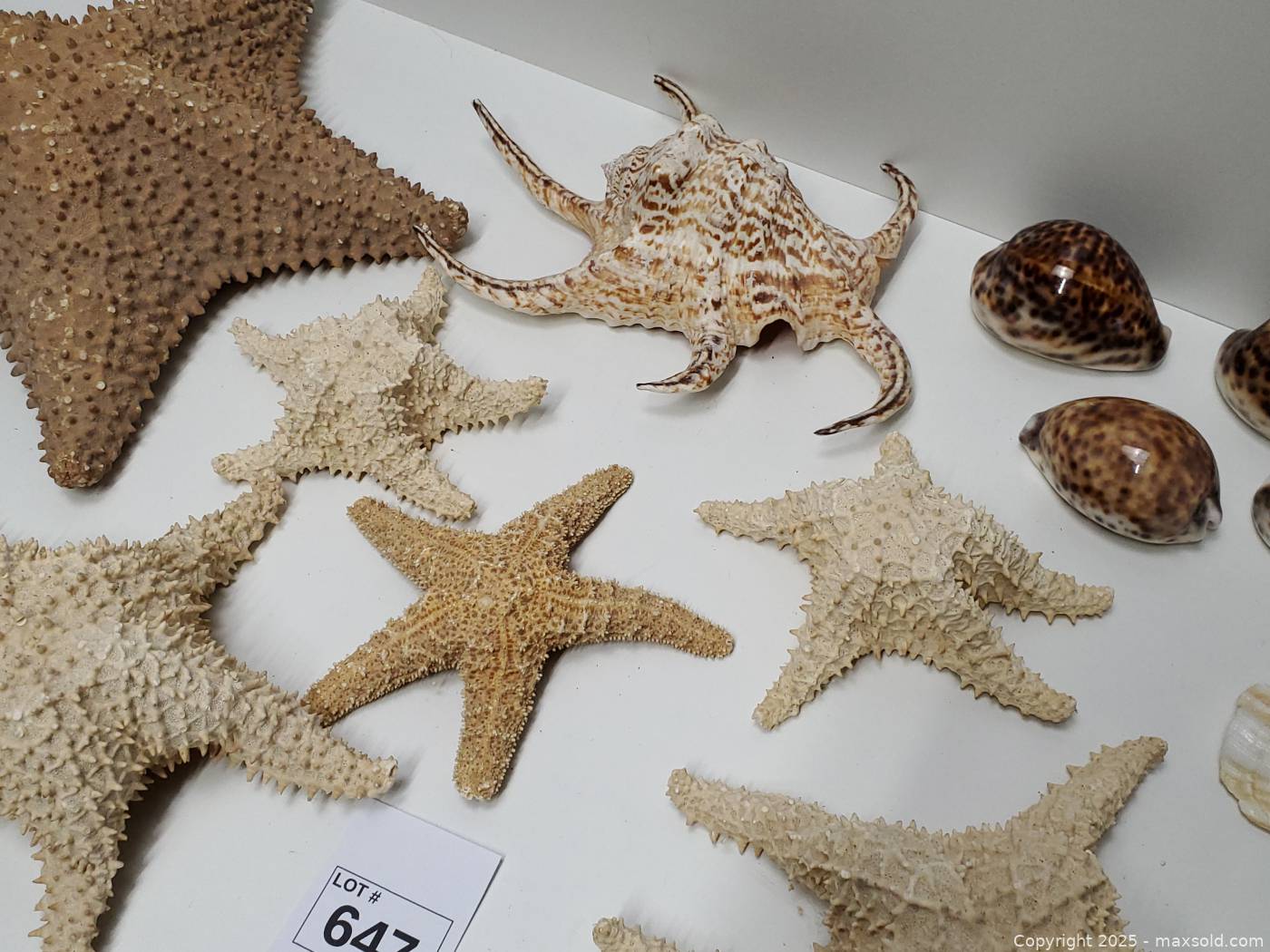 Assorted natural starfish and seashells | Maxsold