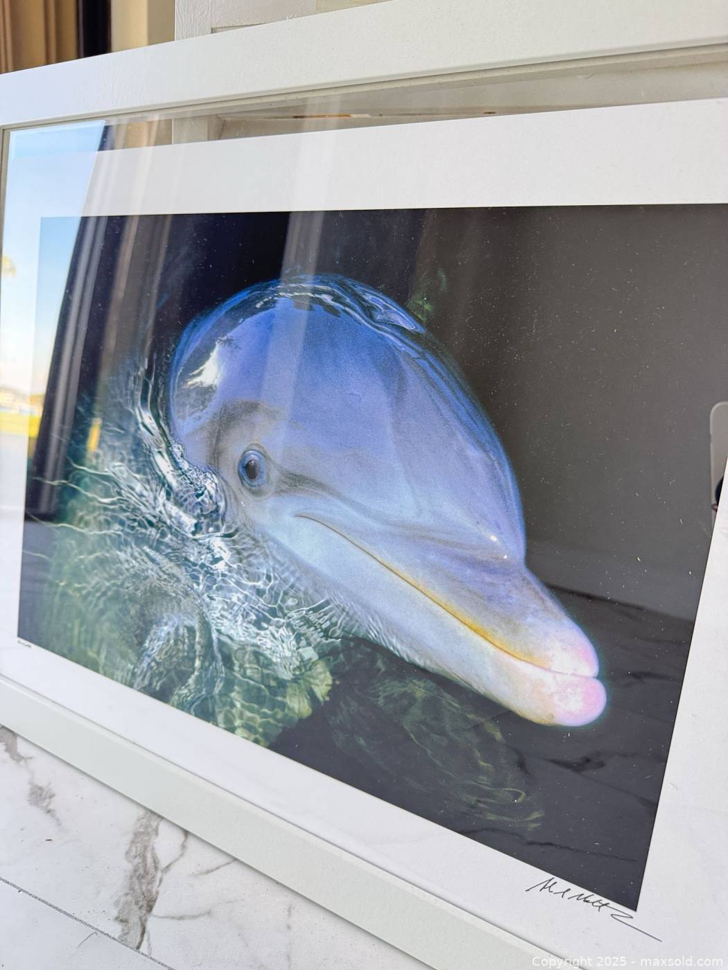 Framed Alan S. Maltz Dolphin Photographic Print | Maxsold