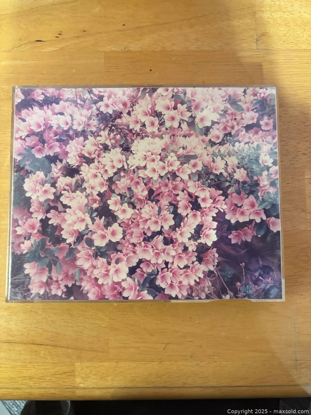Christopher Burkett 8x10 pink azalea photographic print | Maxsold