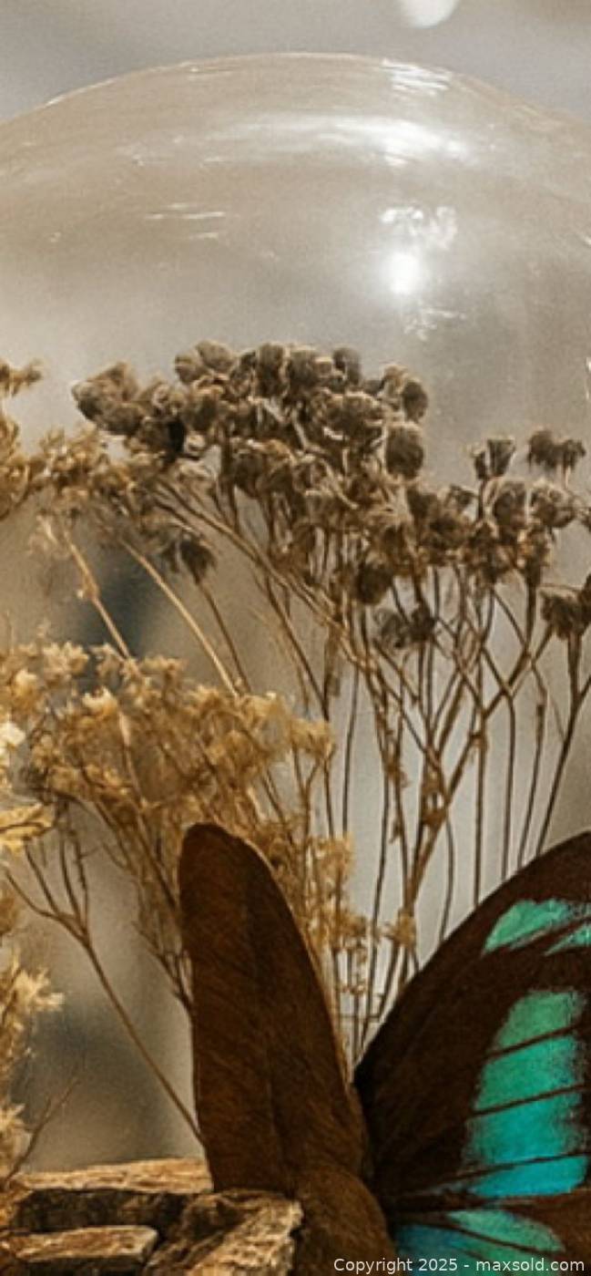 Glass dome with Blue Morpho butterfly display | Maxsold