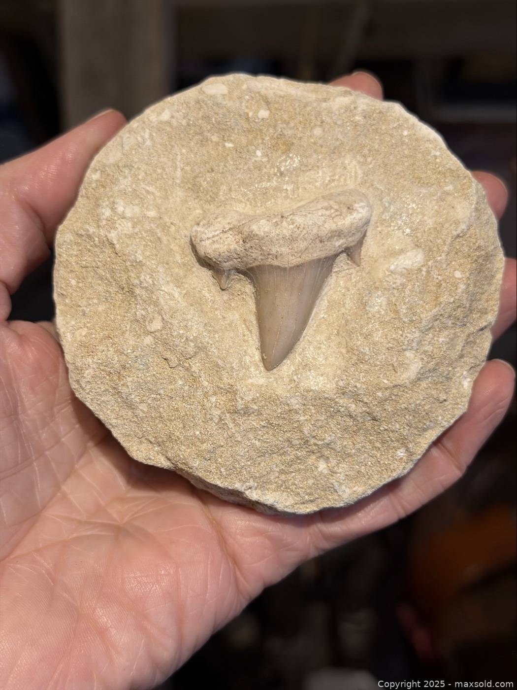 Fossilized shark teeth in matrix and display box | Maxsold
