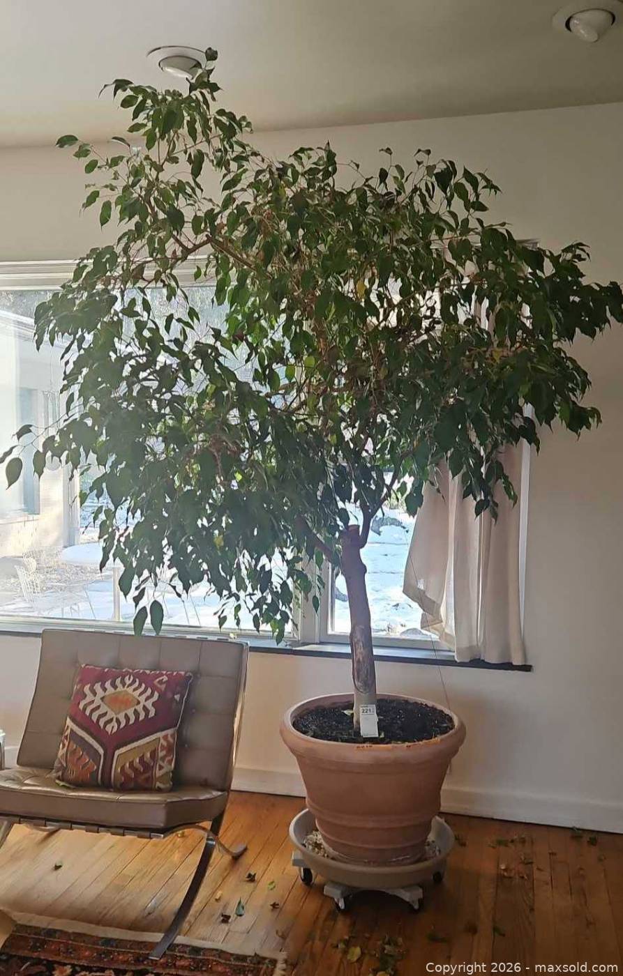 Live ficus tree in 22" planter on wheeled tray | Maxsold