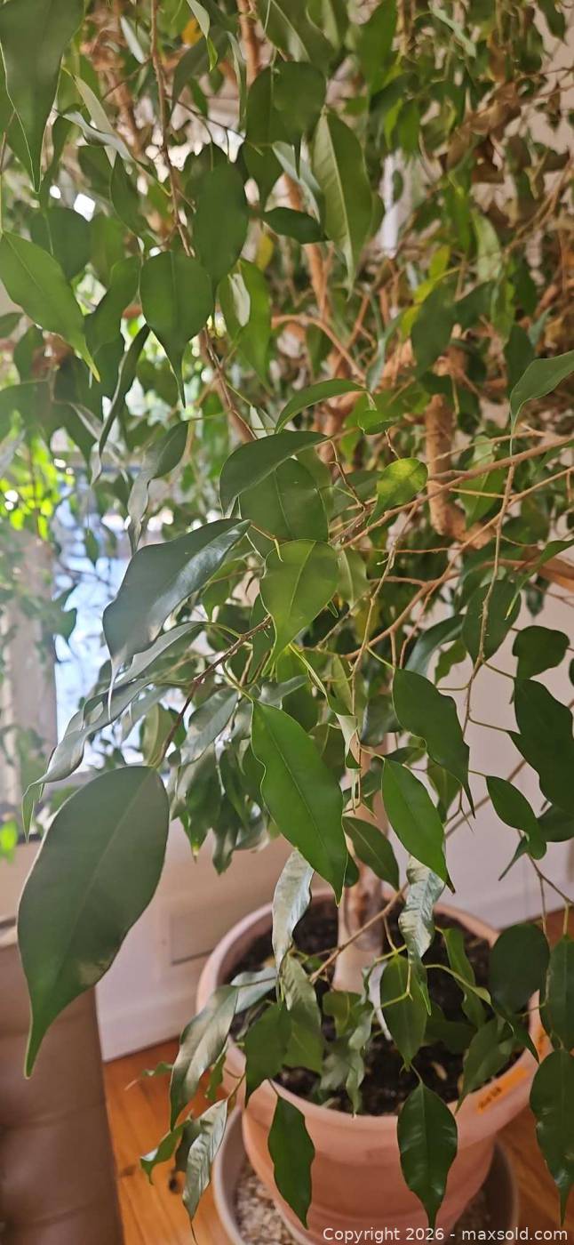 Live ficus tree in 22" planter on wheeled tray | Maxsold