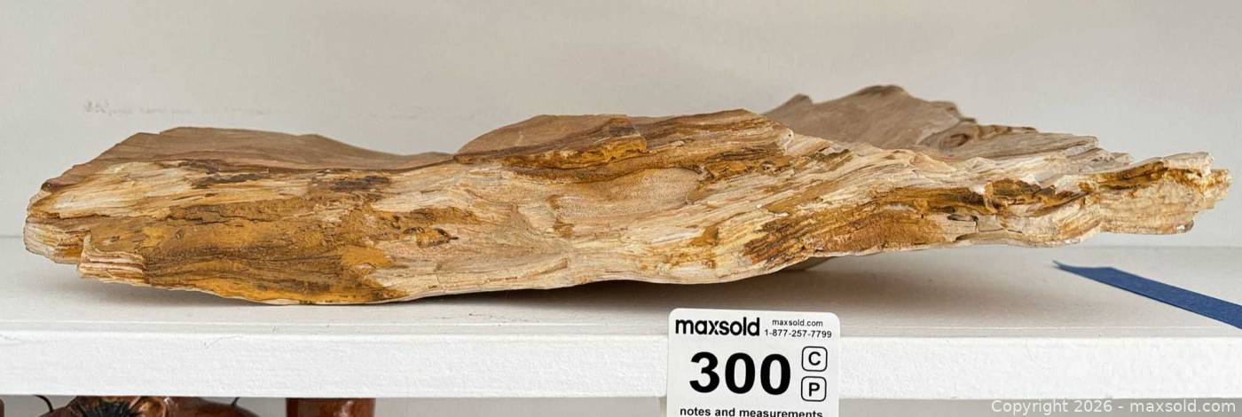 Petrified wood slab 15" x 8" | Maxsold