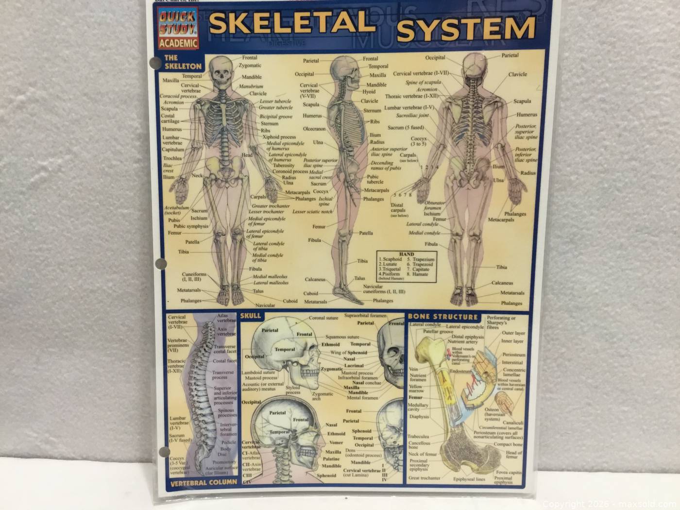 4 QuickStudy laminated anatomy charts | Maxsold