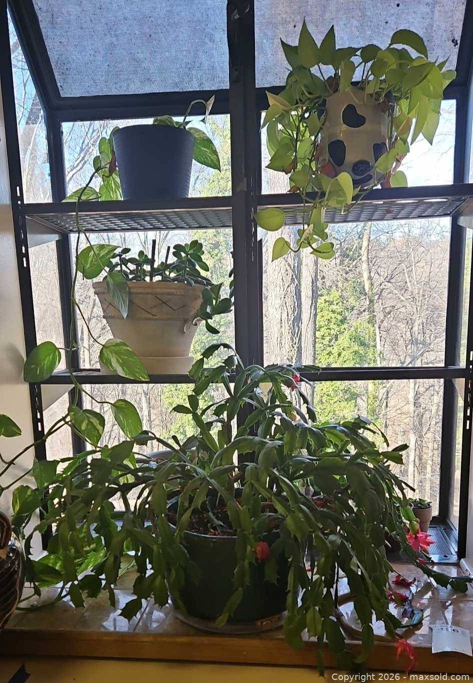 Christmas Cactus, Neon & Golden Pothos, Jade Plant | Maxsold
