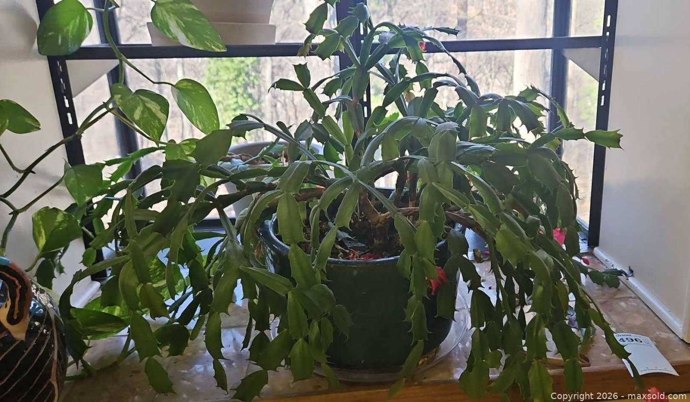 Christmas Cactus, Neon & Golden Pothos, Jade Plant | Maxsold