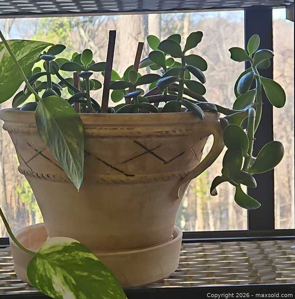 Christmas Cactus, Neon & Golden Pothos, Jade Plant | Maxsold