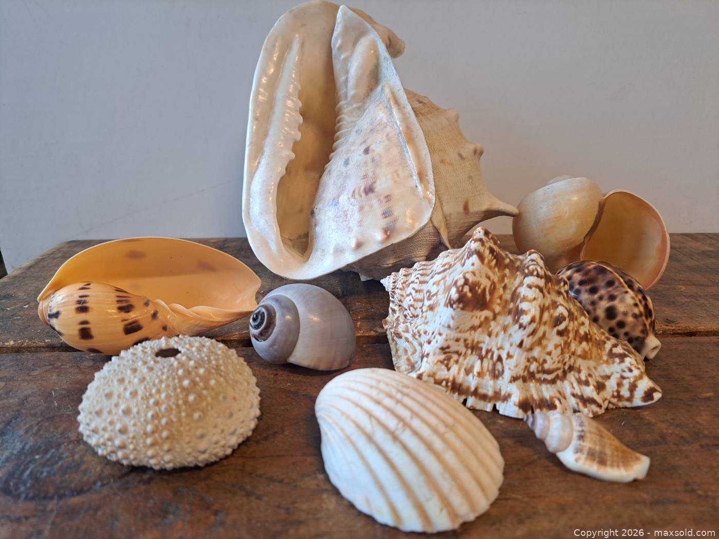Assorted natural sea shells, 10 pieces | Maxsold