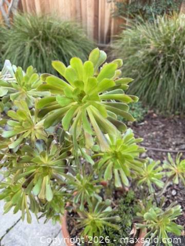 Aeonium arboreum Irish Rose succulent in terracotta pot | Maxsold