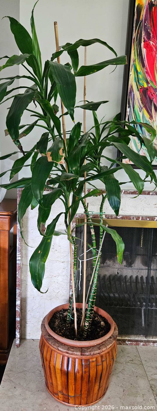 Live indoor plant in bamboo rattan pot | Maxsold