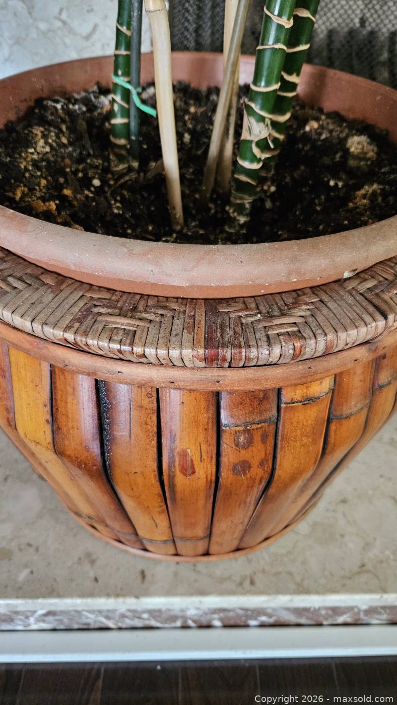 Live indoor plant in bamboo rattan pot | Maxsold