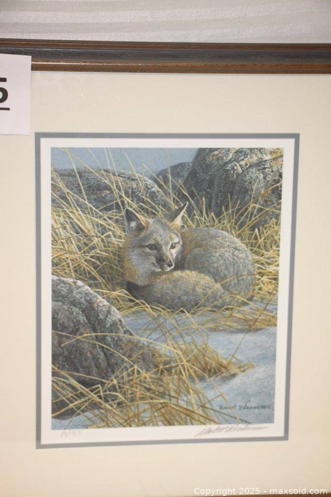 Curled Up - Swift Fox Limited Edition Offset Lithographic Print by ...