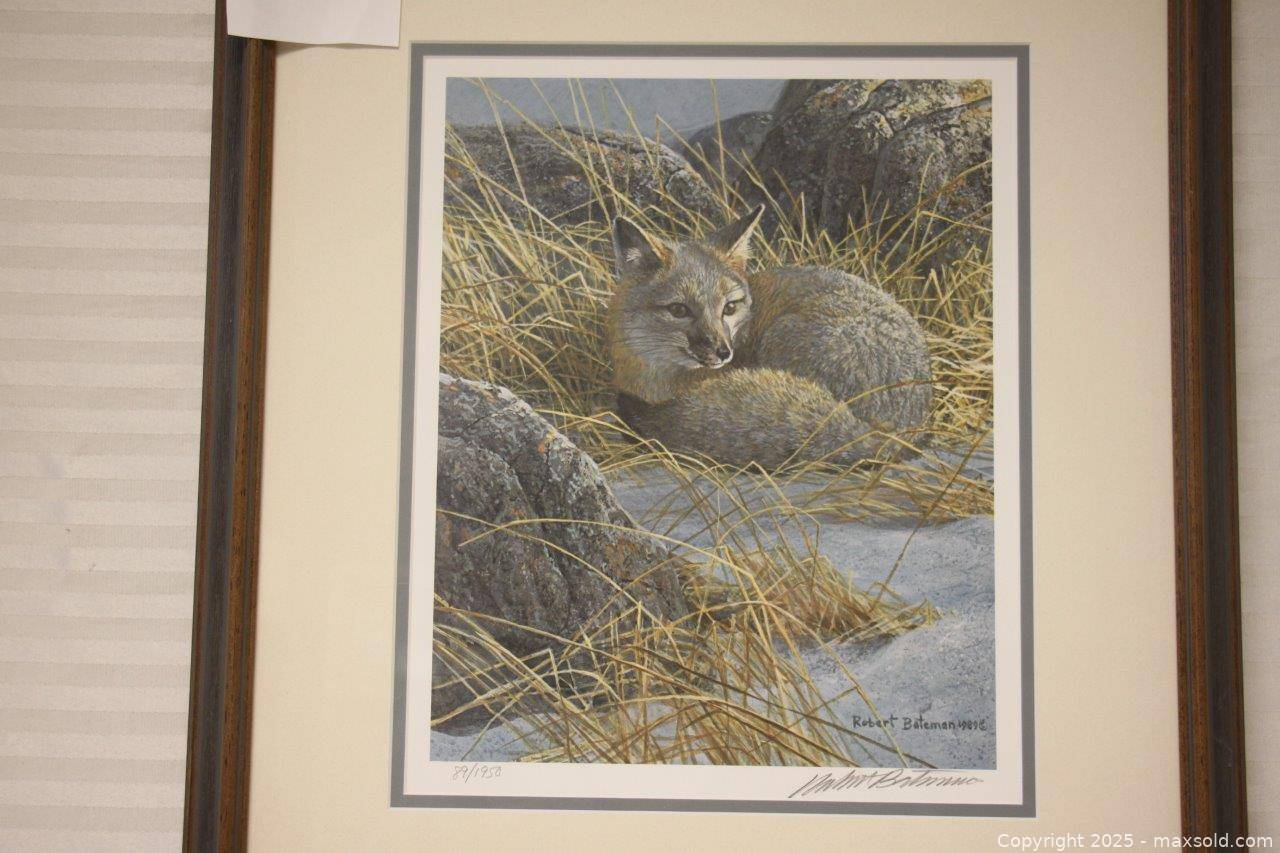 Curled Up - Swift Fox Limited Edition Offset Lithographic Print by ...