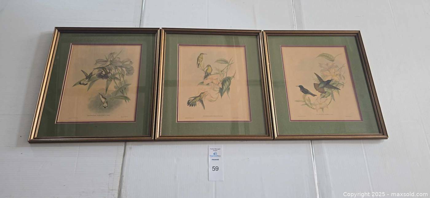 3 Framed Hummingbird and Botanical Prints | Maxsold